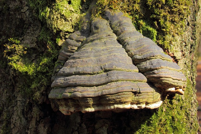 Tree Mushroom Nature Forest - Free photo on Pixabay - Pixabay