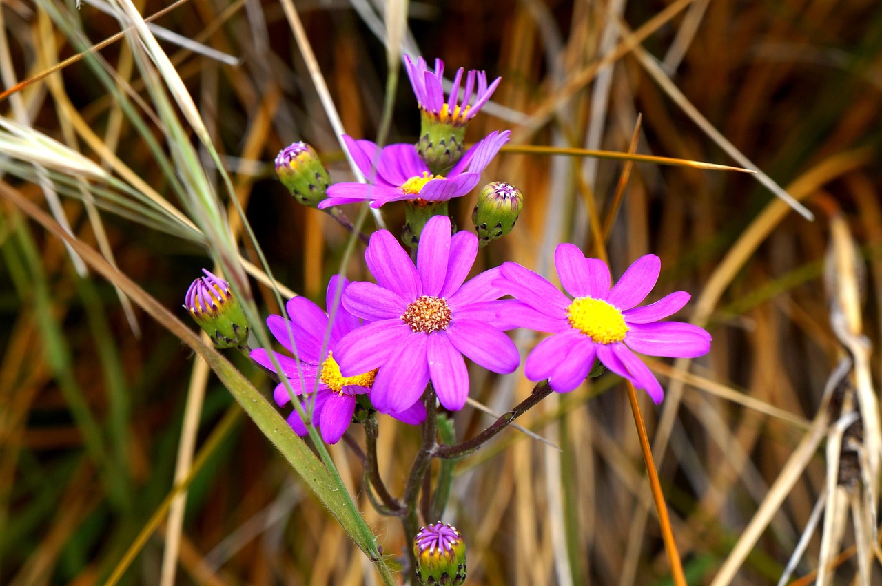 Más de 200 imágenes gratis de Margaritas Moradas y Naturaleza - Pixabay