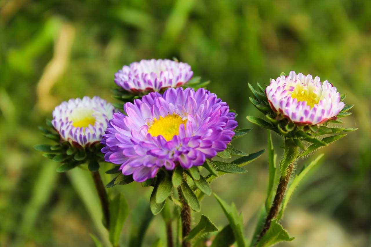 Flor Floreciente - Foto gratis en Pixabay - Pixabay