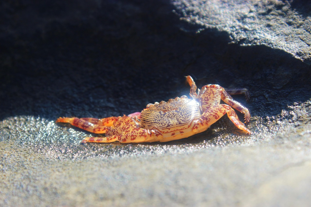 Crab Life Creature - Free photo on Pixabay - Pixabay