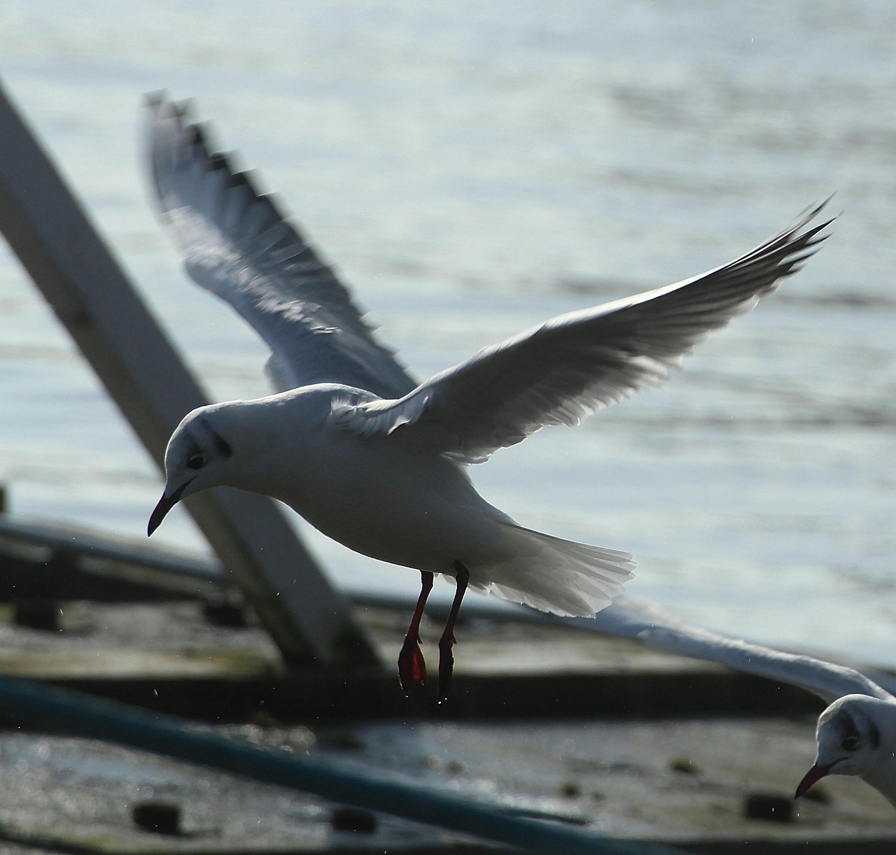 Kokmeeuw Vogel Chroicocephalus - Gratis foto op Pixabay - Pixabay
