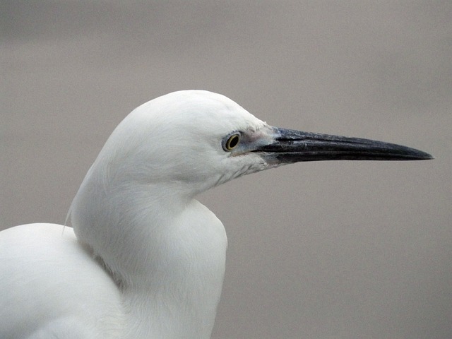 Garça Egretta Garzetta - Foto gratuita no Pixabay
