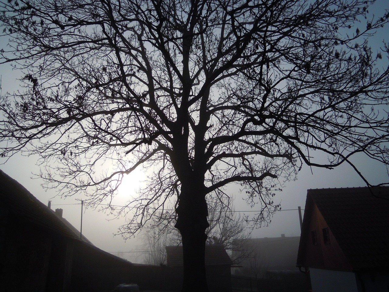 Matin Des Arbres Soleil - Photo gratuite sur Pixabay - Pixabay