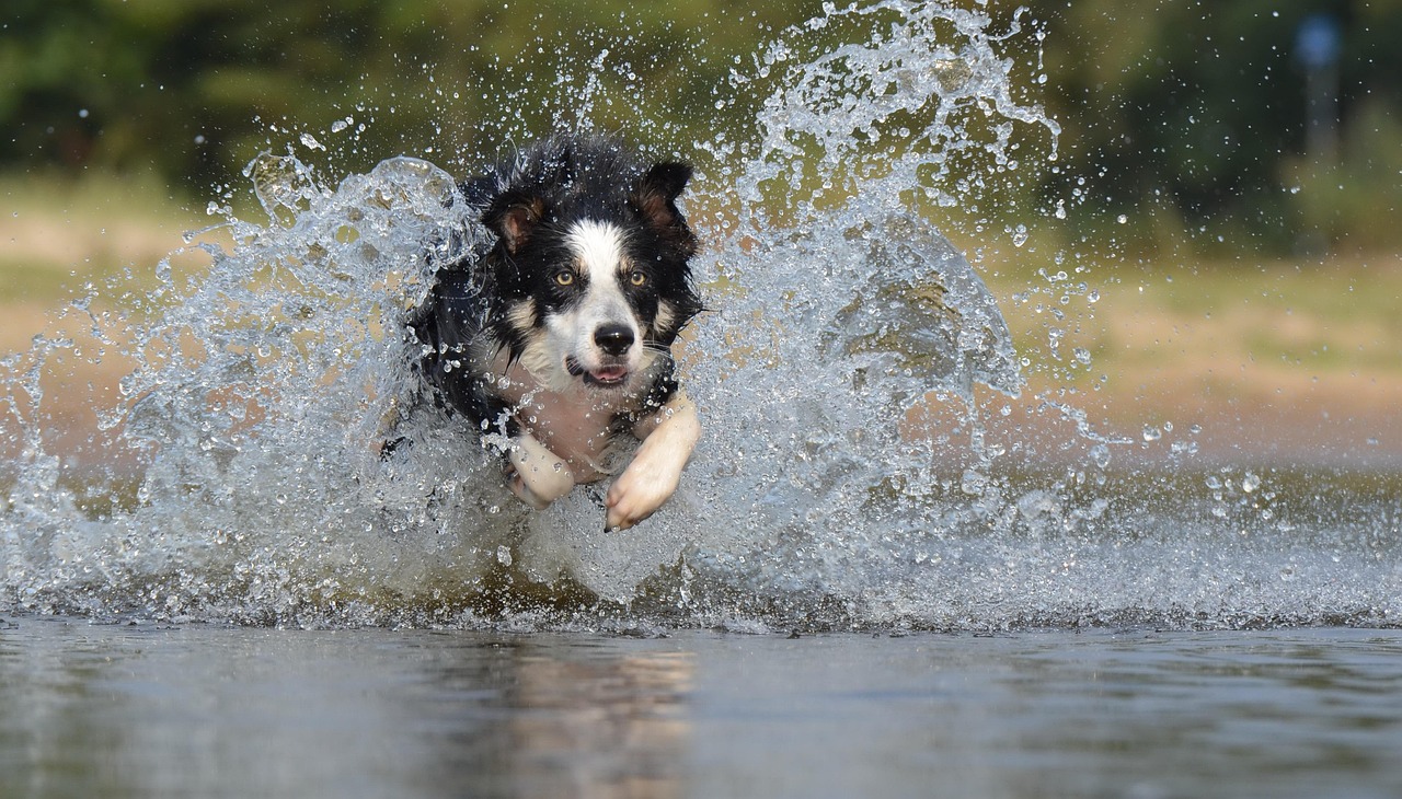 Border Collie Leap Water British - Free photo on Pixabay - Pixabay