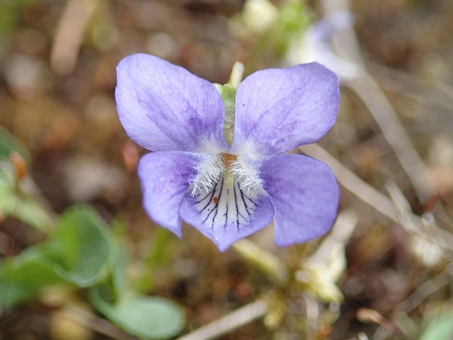 Violet Flora Flower - Free photo on Pixabay - Pixabay
