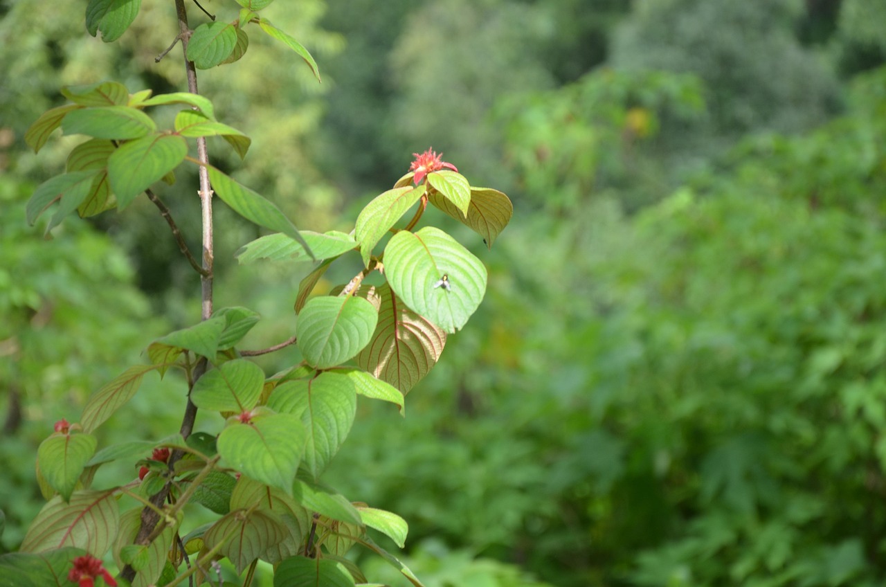 Planta Flor Verde - Foto gratis en Pixabay - Pixabay