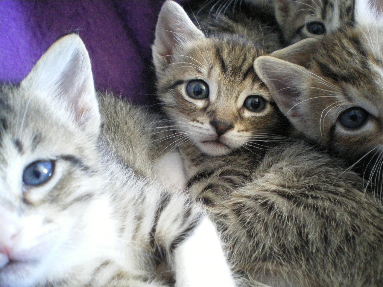Chatons Yeux - Photo gratuite sur Pixabay - Pixabay