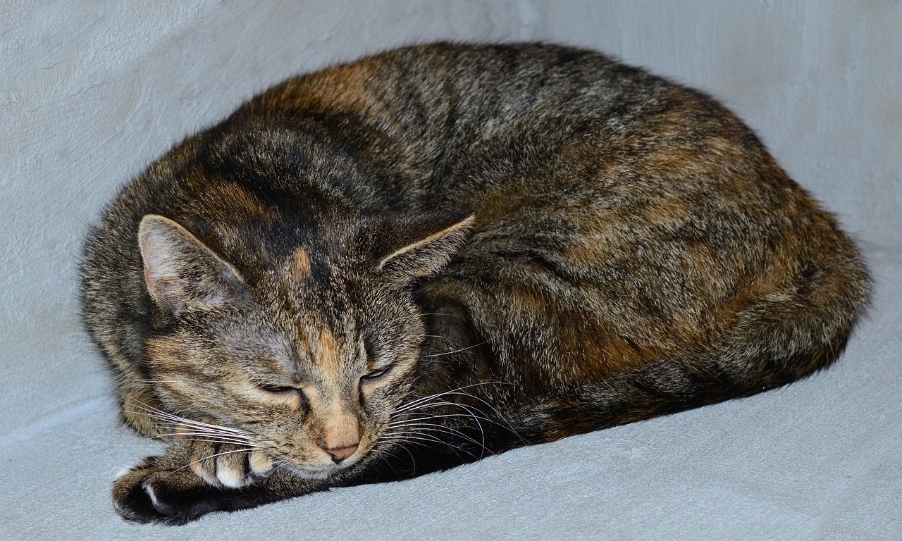 Gato Mujer Animal Domestico - Foto gratis en Pixabay - Pixabay