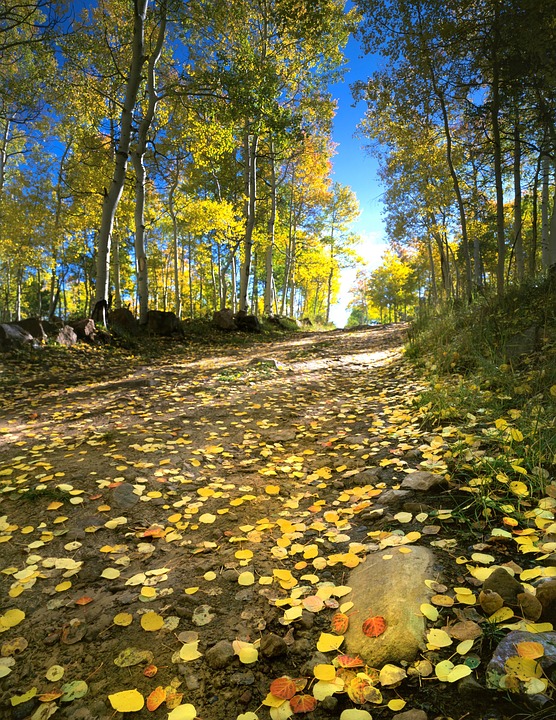 Fall Autumn Nature - Free photo on Pixabay