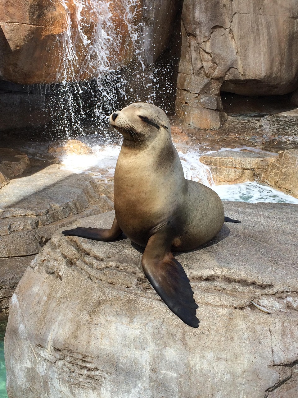 Seal Amazing Majestic - Free photo on Pixabay - Pixabay