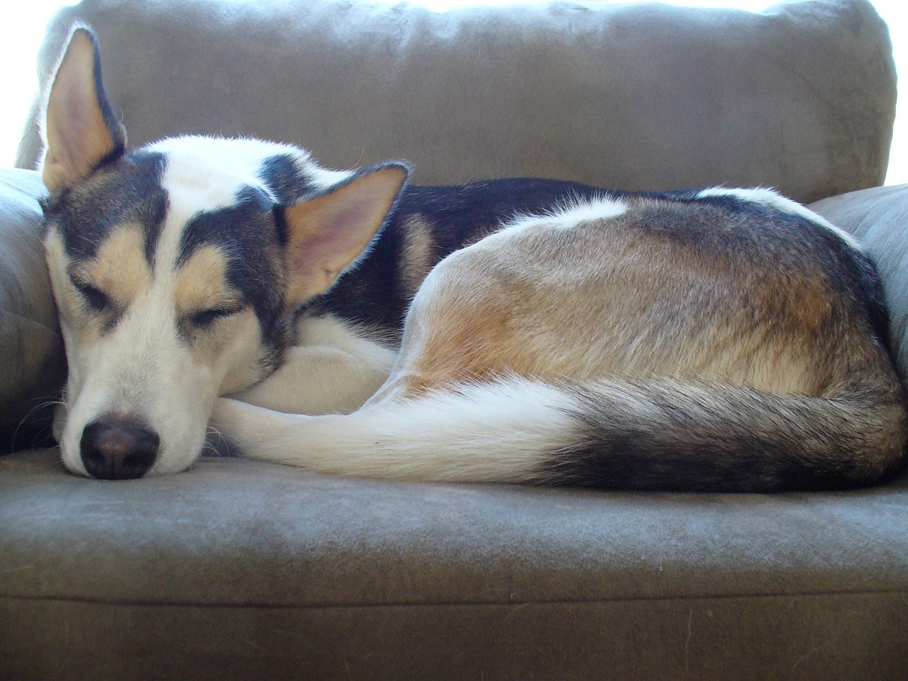 Chien Dormir - Photo gratuite sur Pixabay - Pixabay