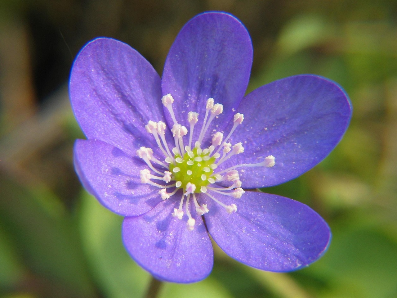 2.000+ kostenlose Gewöhnliches Leberblümchen & Leberblümchen Fotos ...