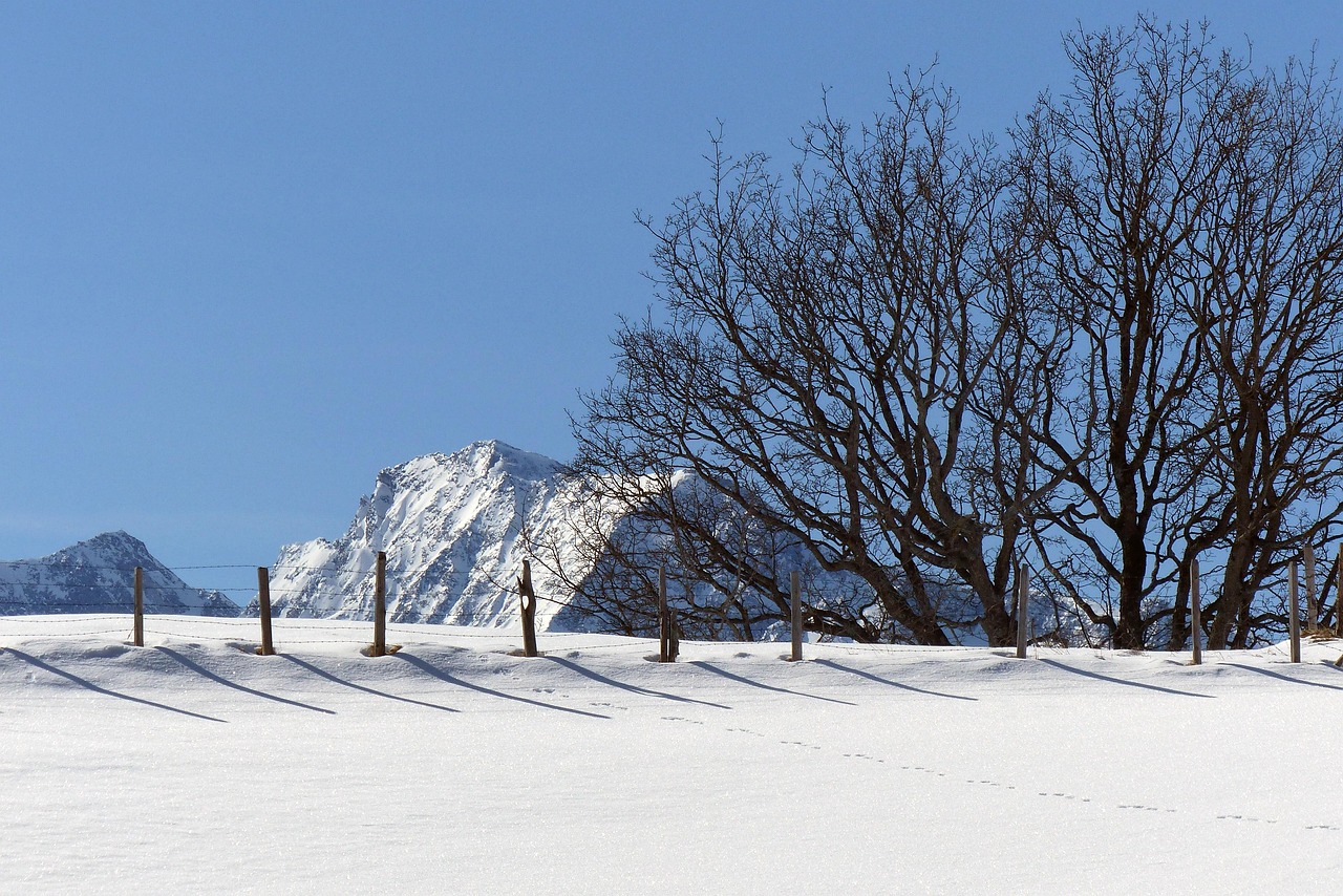 Baumgruppe Zaun Gebirge Hohe - Kostenloses Foto auf Pixabay - Pixabay