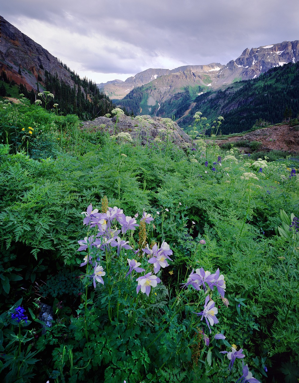 Columbines Colorado Ouray - Free photo on Pixabay