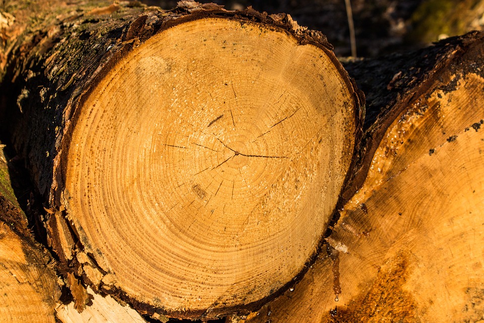 Madera Tronco De Arbol Árbol - Foto gratis en Pixabay - Pixabay
