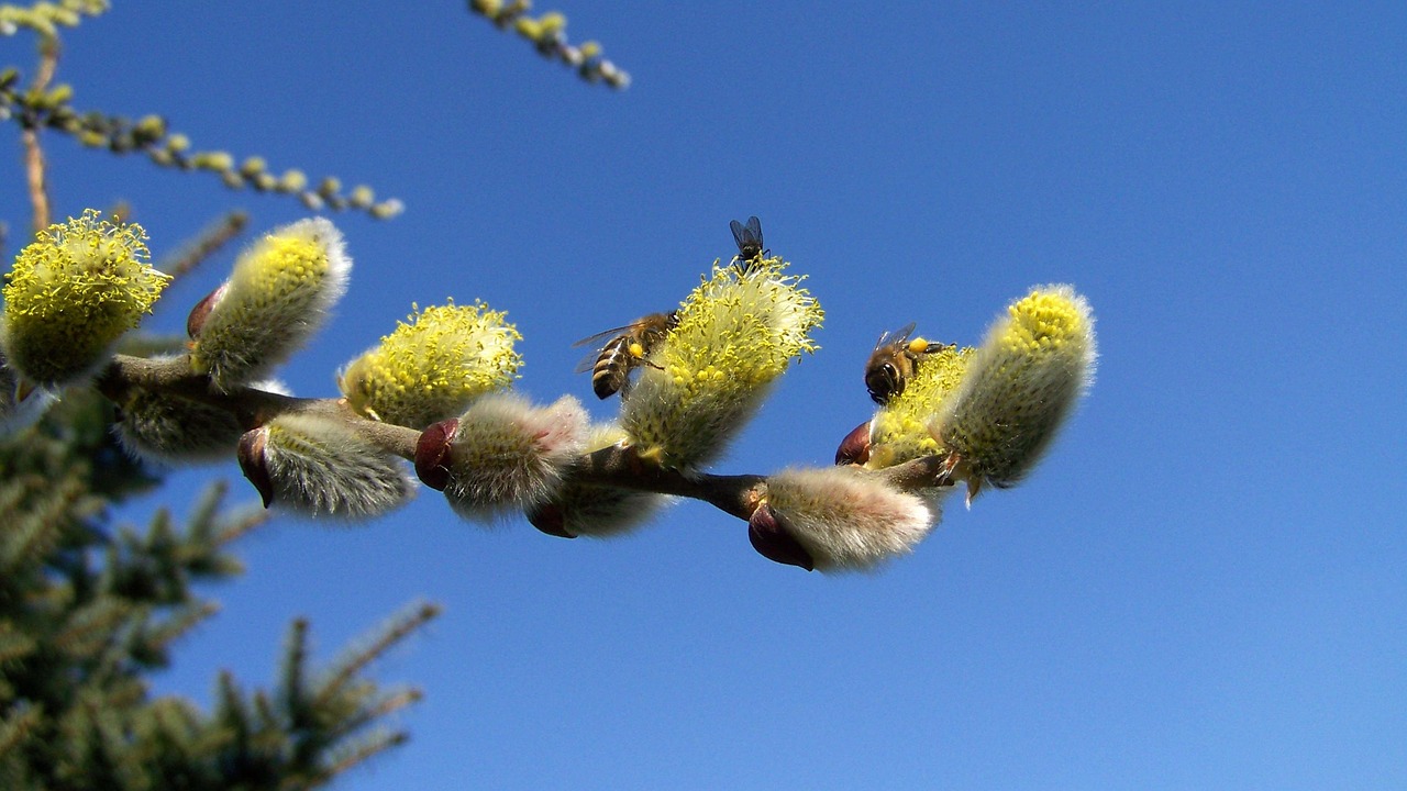 Flowering Catkin Branch Bees - Free photo on Pixabay