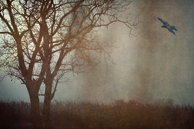 Paysage La Nature Sombre - Image gratuite sur Pixabay - Pixabay