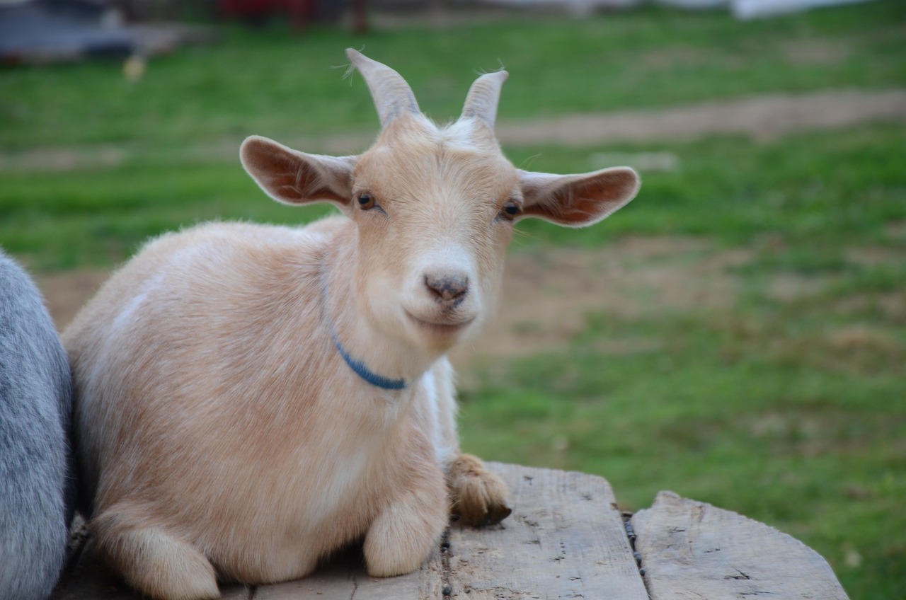 Goat Meadow Nature - Free photo on Pixabay - Pixabay