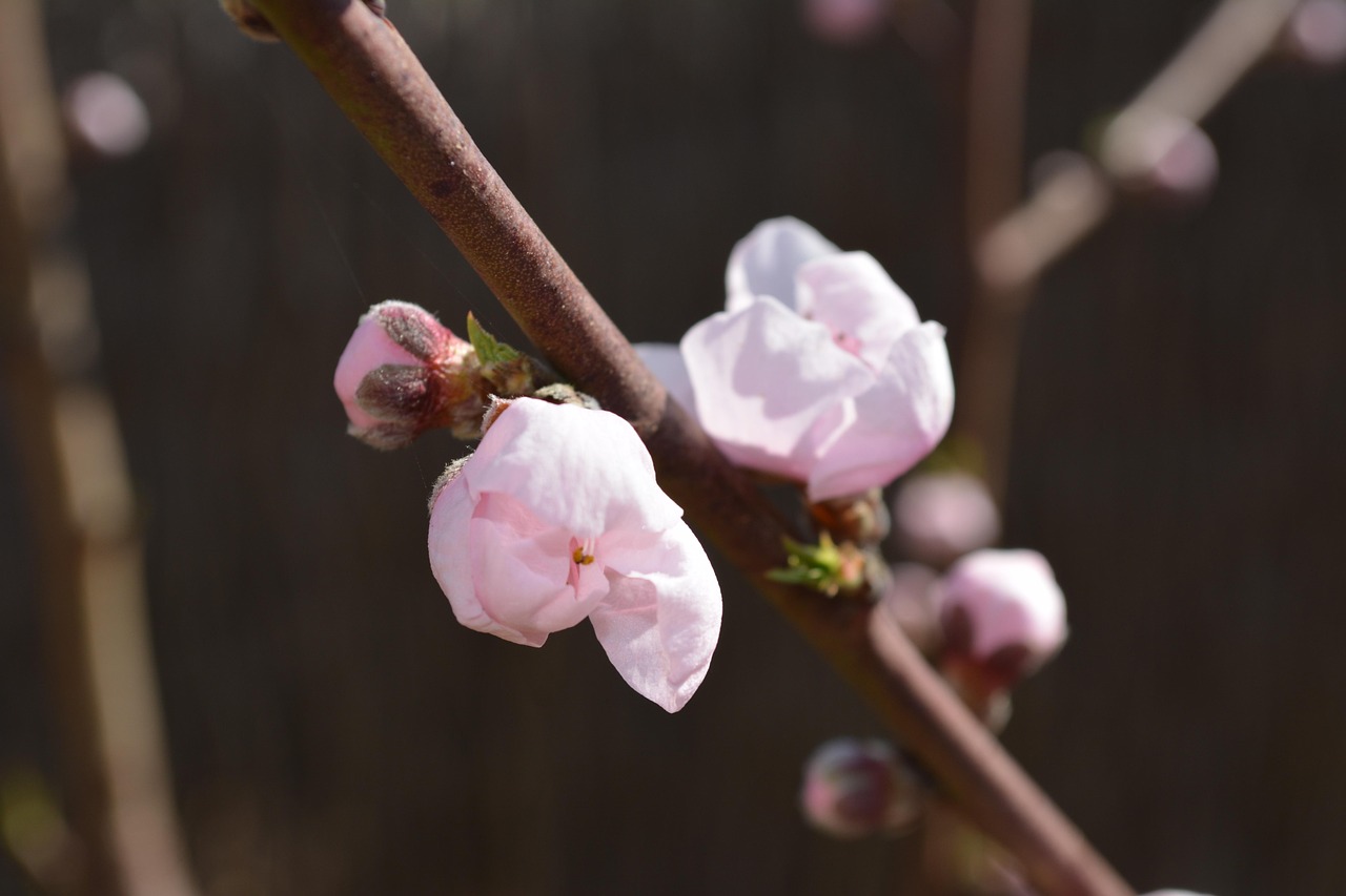 Mandelblüten Feder Mandelbaum - Kostenloses Foto auf Pixabay - Pixabay