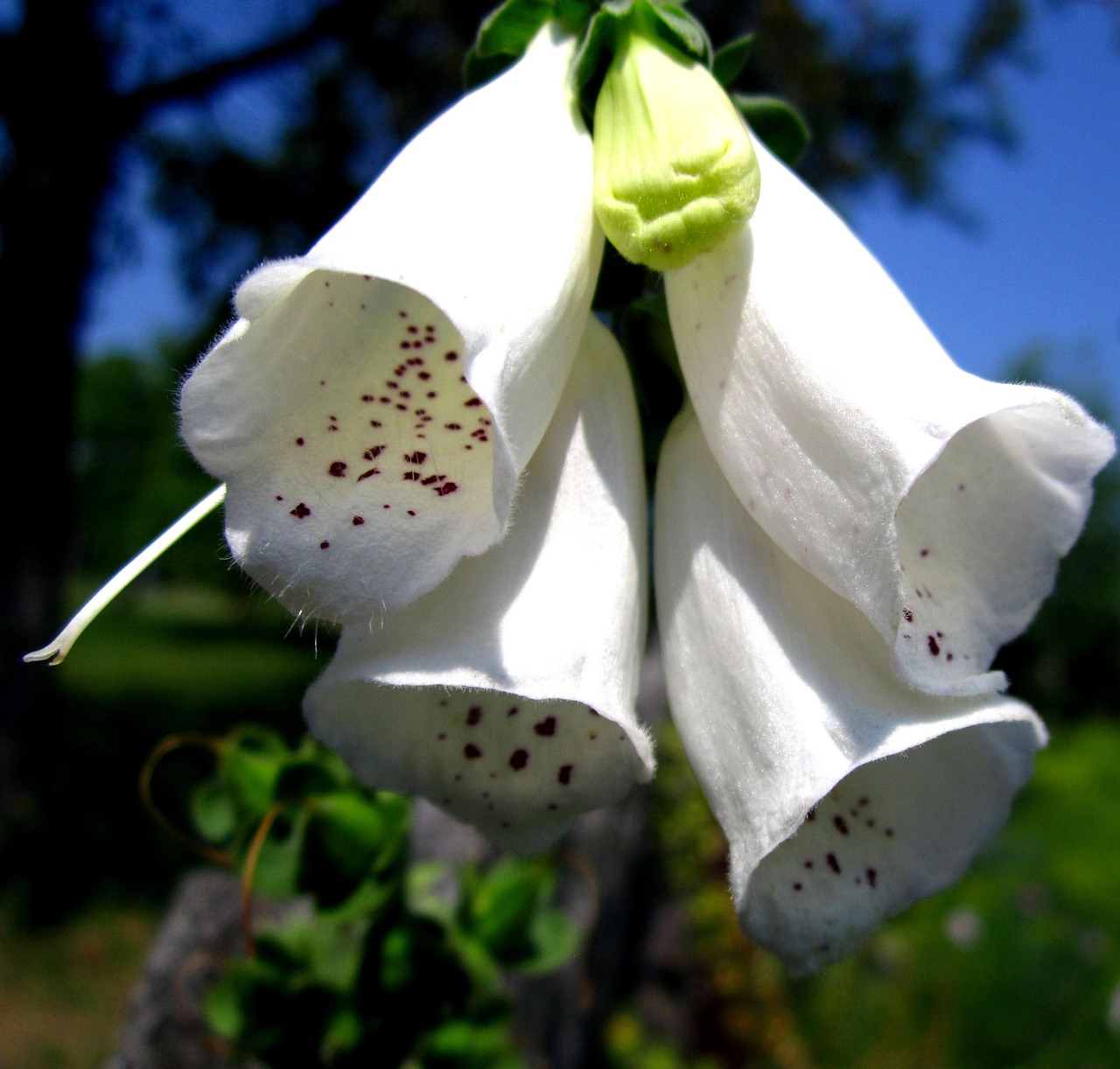Flor Taza Naturaleza - Foto gratis en Pixabay - Pixabay
