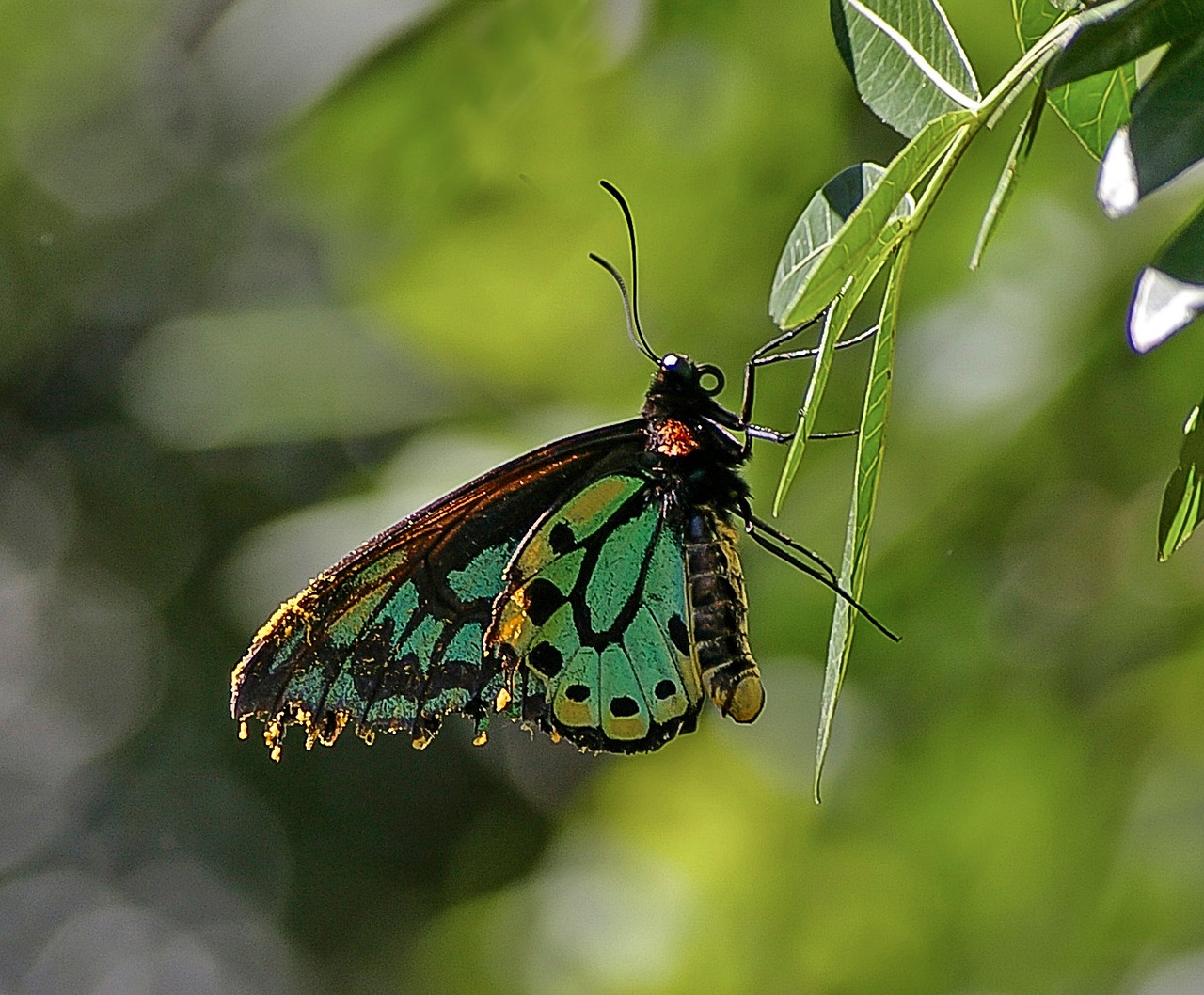 Richmond Birdwing Butterfly - Free photo on Pixabay