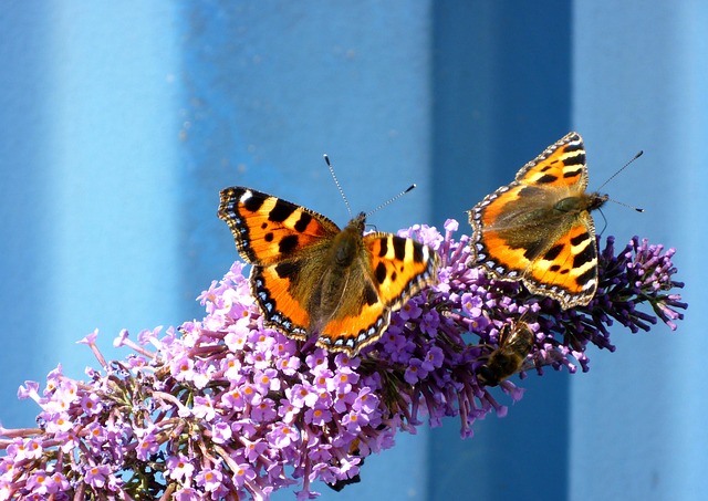 Mariposas Tortuga Pequeña Aglais - Foto gratis en Pixabay - Pixabay