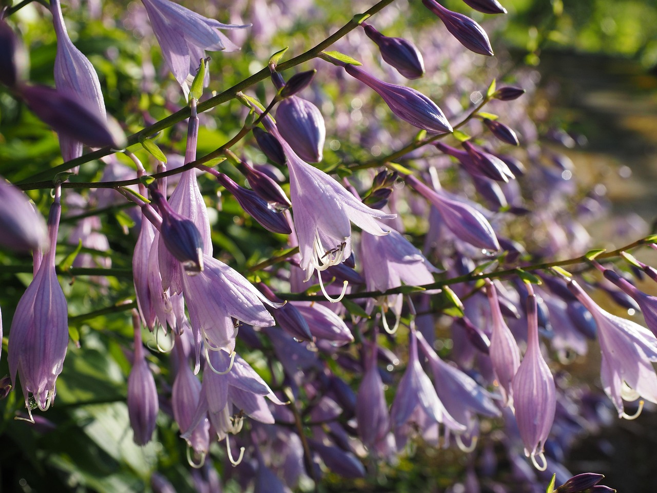 Plantain Lily Fleurs Violet - Photo gratuite sur Pixabay