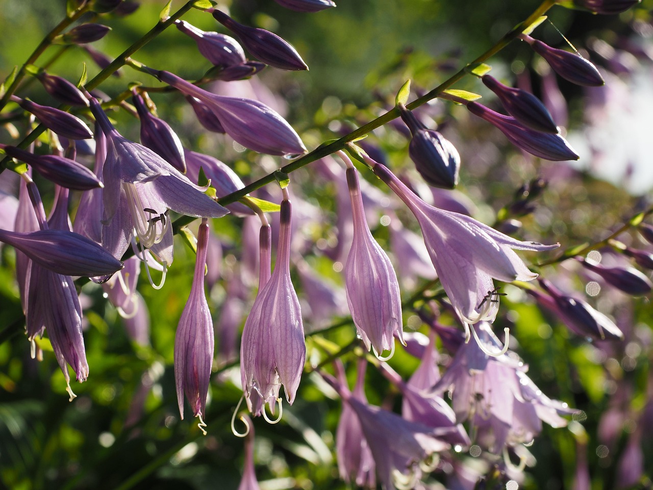 Plantain Lily Fleurs Violet - Photo gratuite sur Pixabay - Pixabay