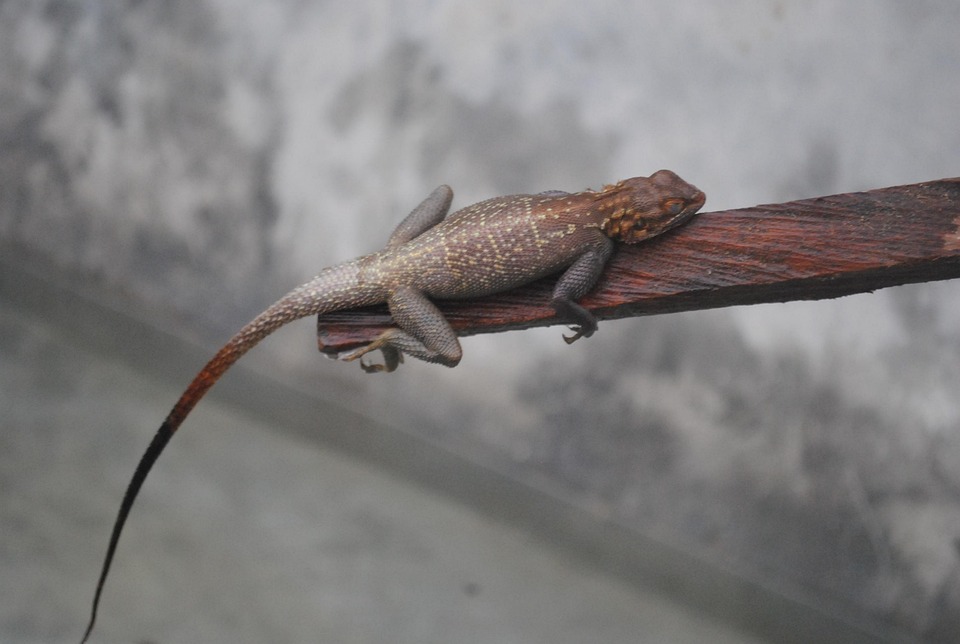 Øgle Lat Reptil - Gratis foto på Pixabay - Pixabay