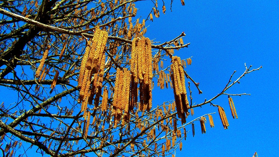 Hazelnuts Spring - Free photo on Pixabay - Pixabay