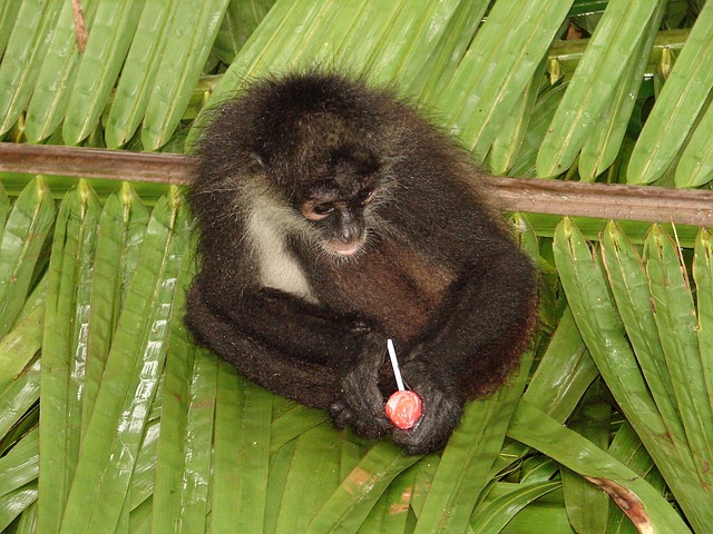 Mono Honduras México - Foto gratis en Pixabay - Pixabay