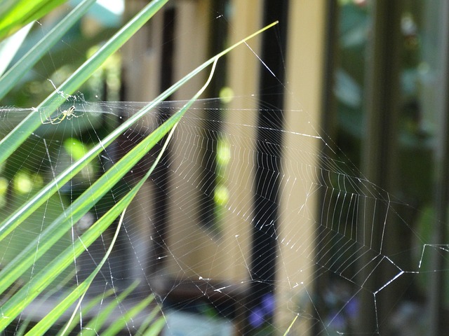 Spinne Netz Natur - Kostenloses Foto auf Pixabay