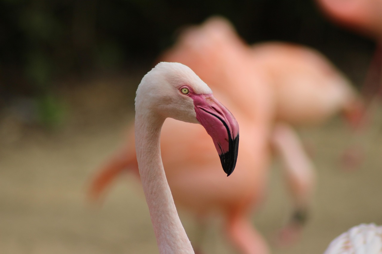 Flamingo Animal - Free photo on Pixabay - Pixabay