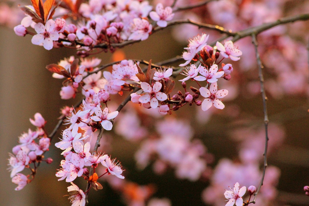 40,000+ Free Red Cherry Blossom & Nature Images - Pixabay