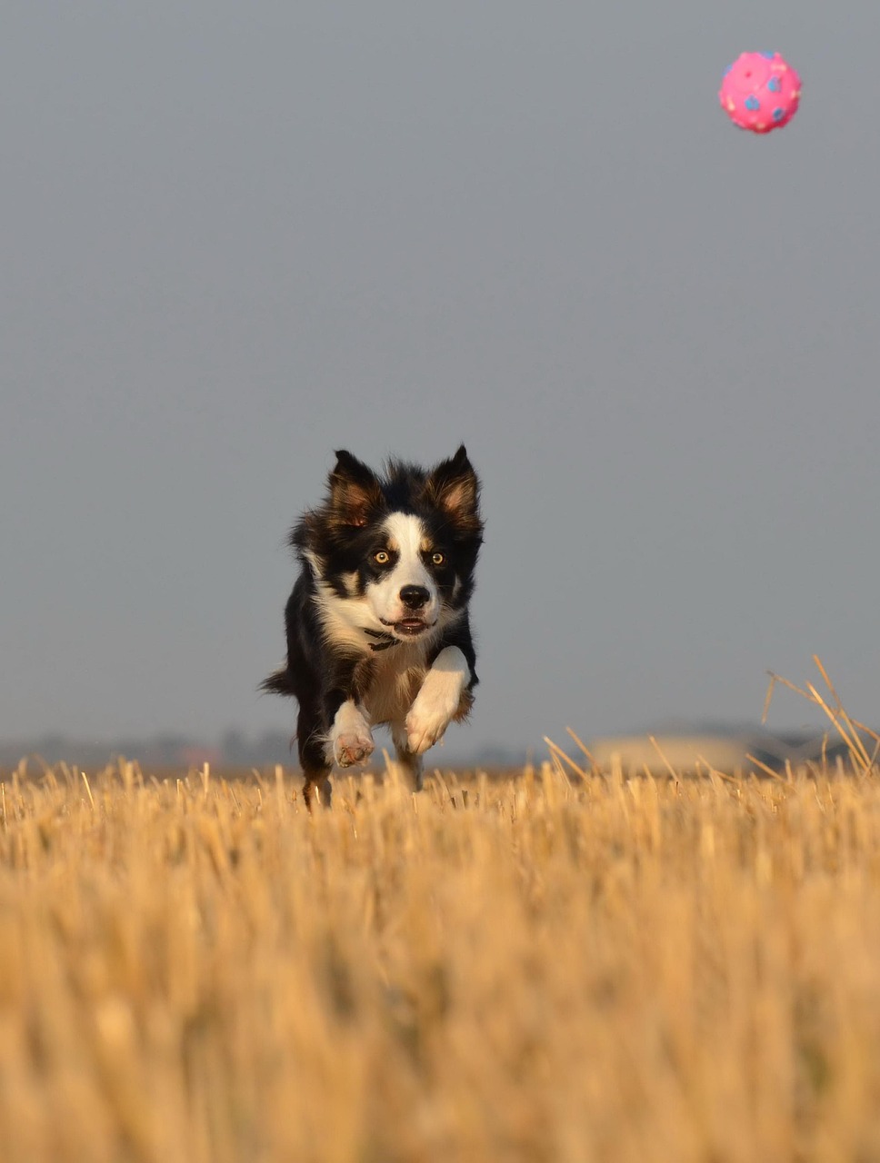 Border Collie Running Dog Field - Free photo on Pixabay