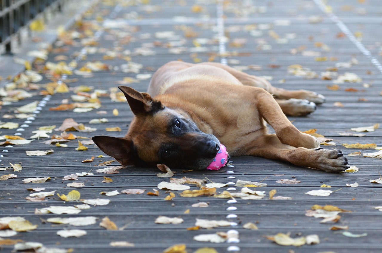 Plus de 100 images de Malinois et de Chien - Pixabay