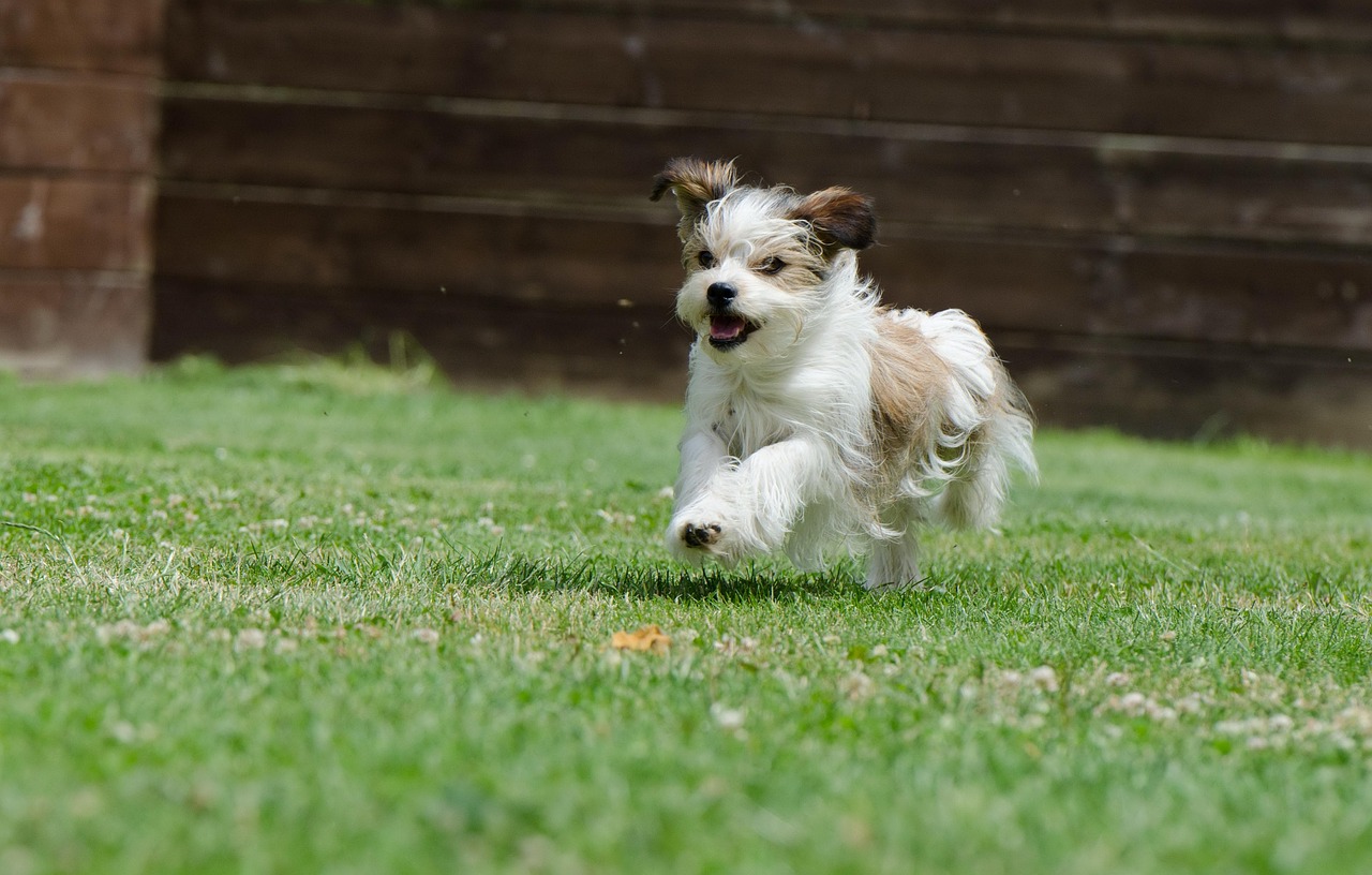 70,000+ Free Small Dogs & Dog Images - Pixabay