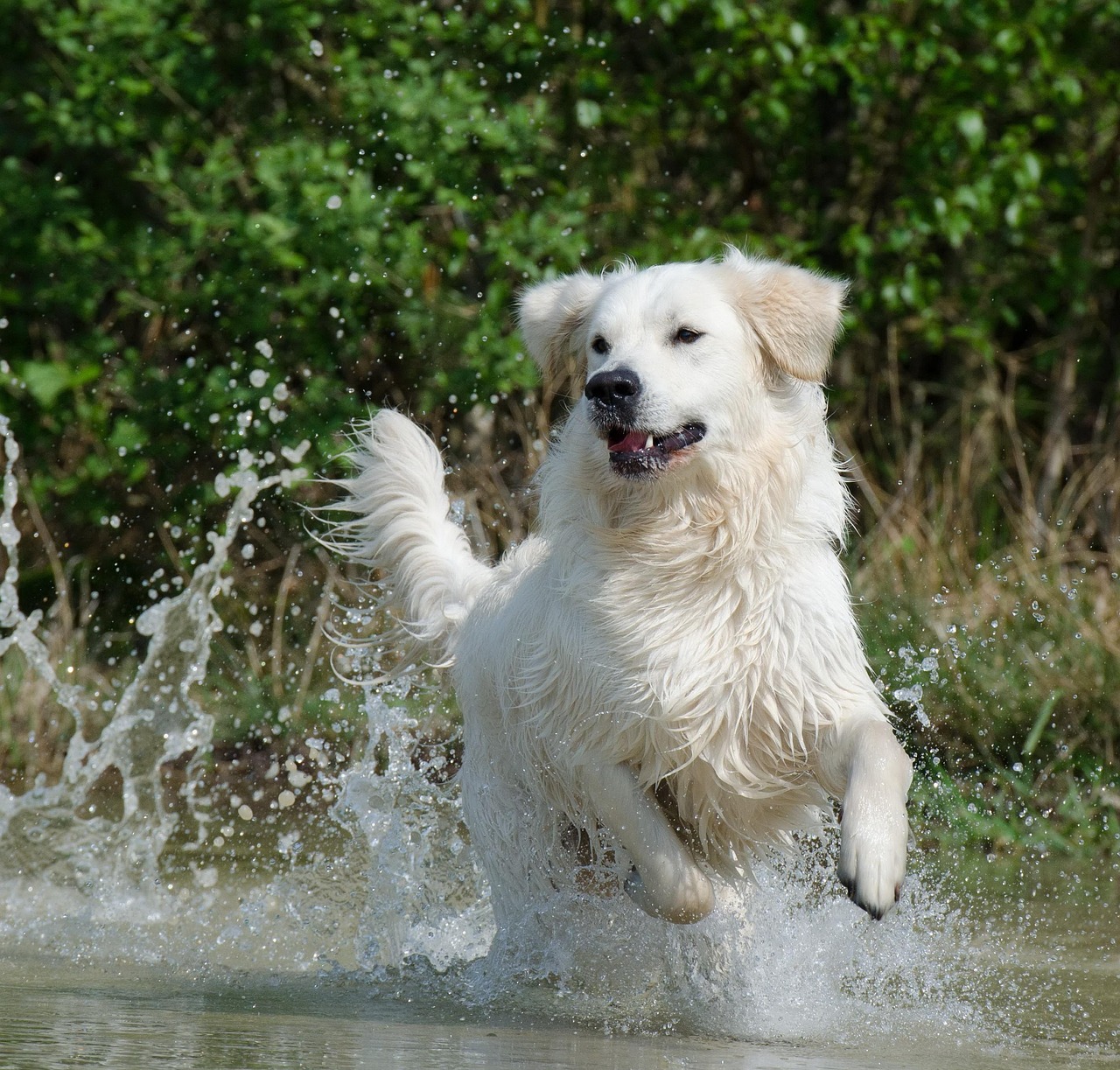 Golden Retriever L'Eau Chien - Photo gratuite sur Pixabay - Pixabay