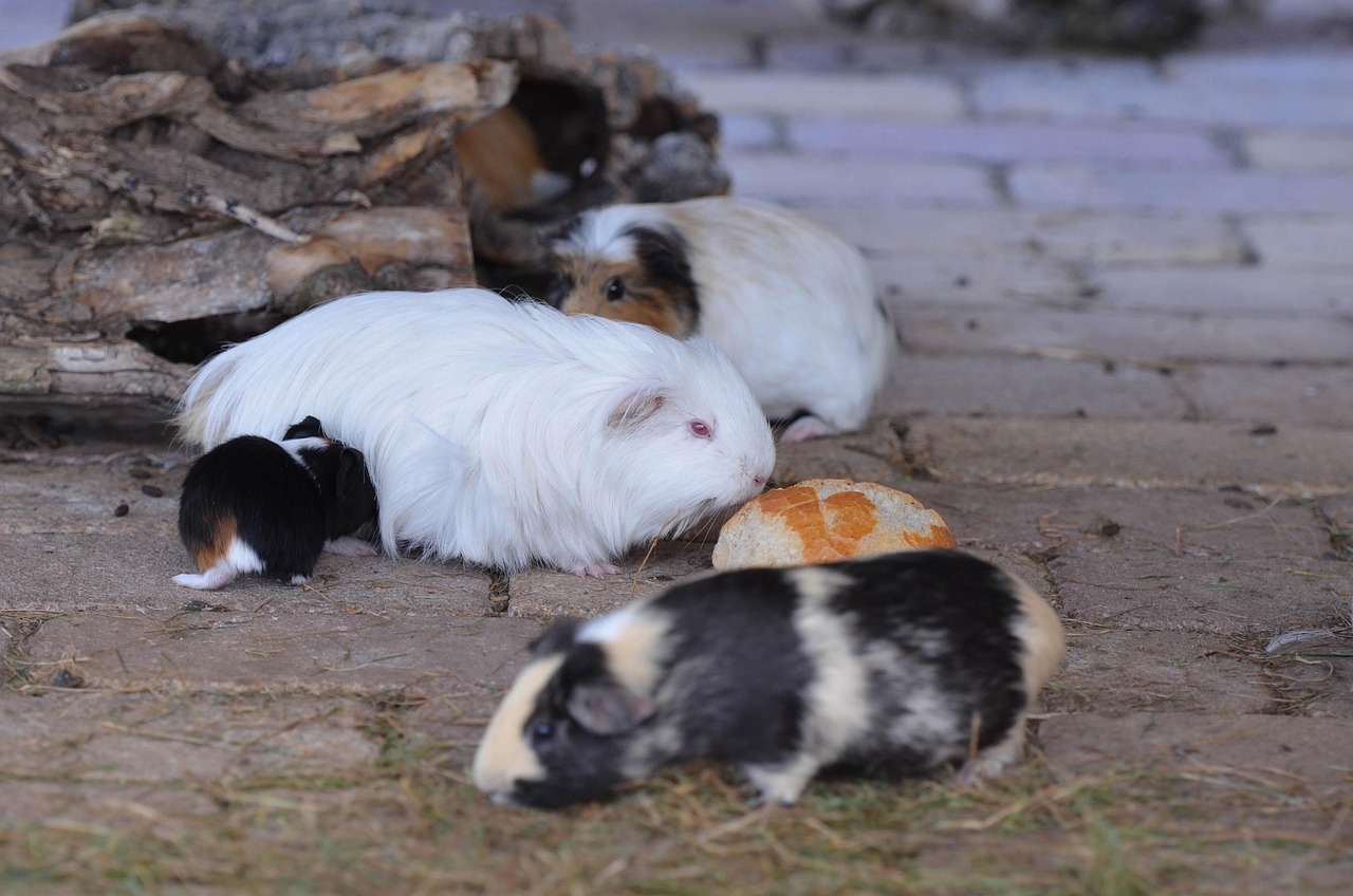 40+ Free Wolf Pigs & Guinea Pig Images - Pixabay