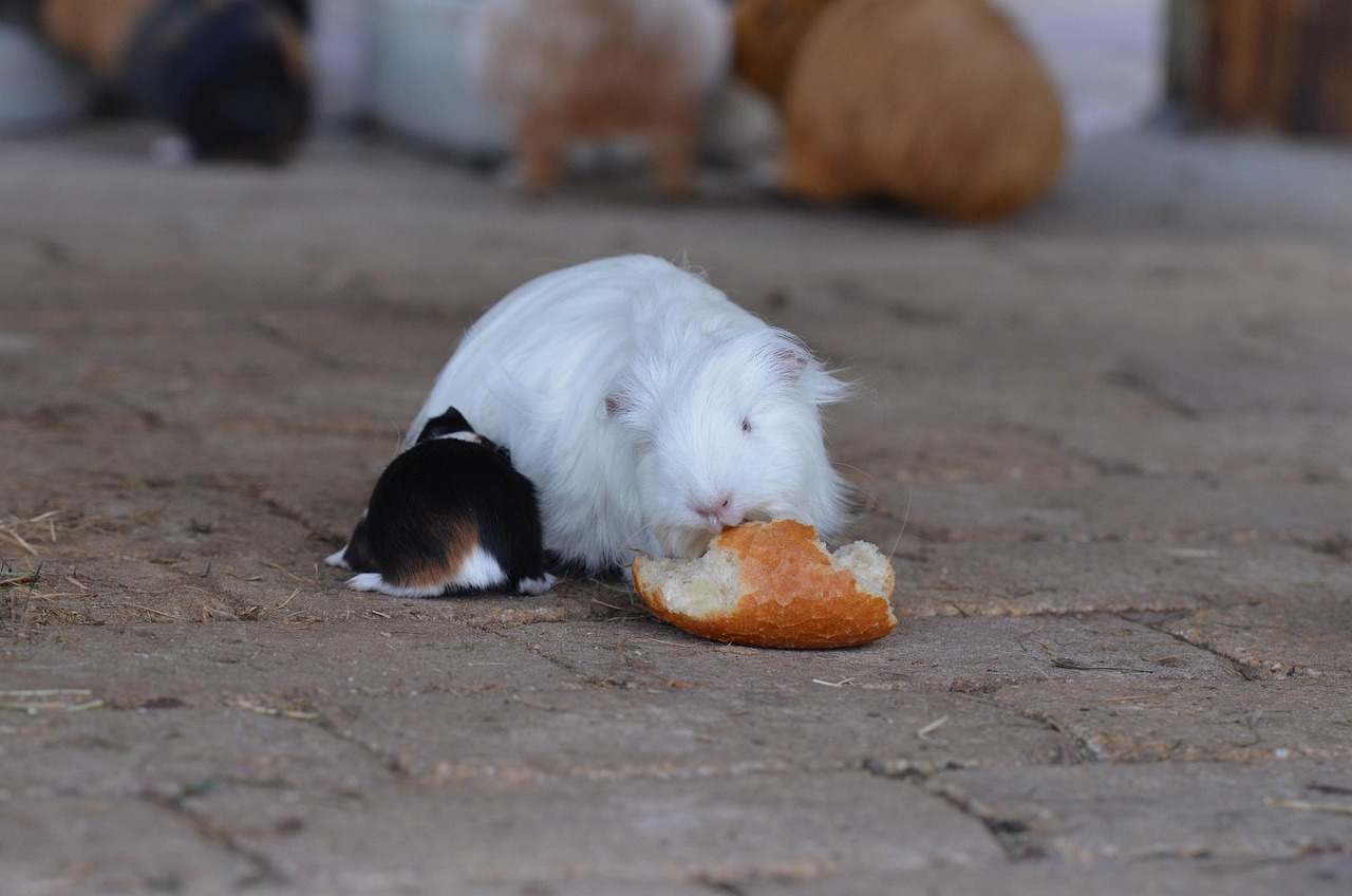 40+ Free Wolf Pigs & Guinea Pig Images - Pixabay