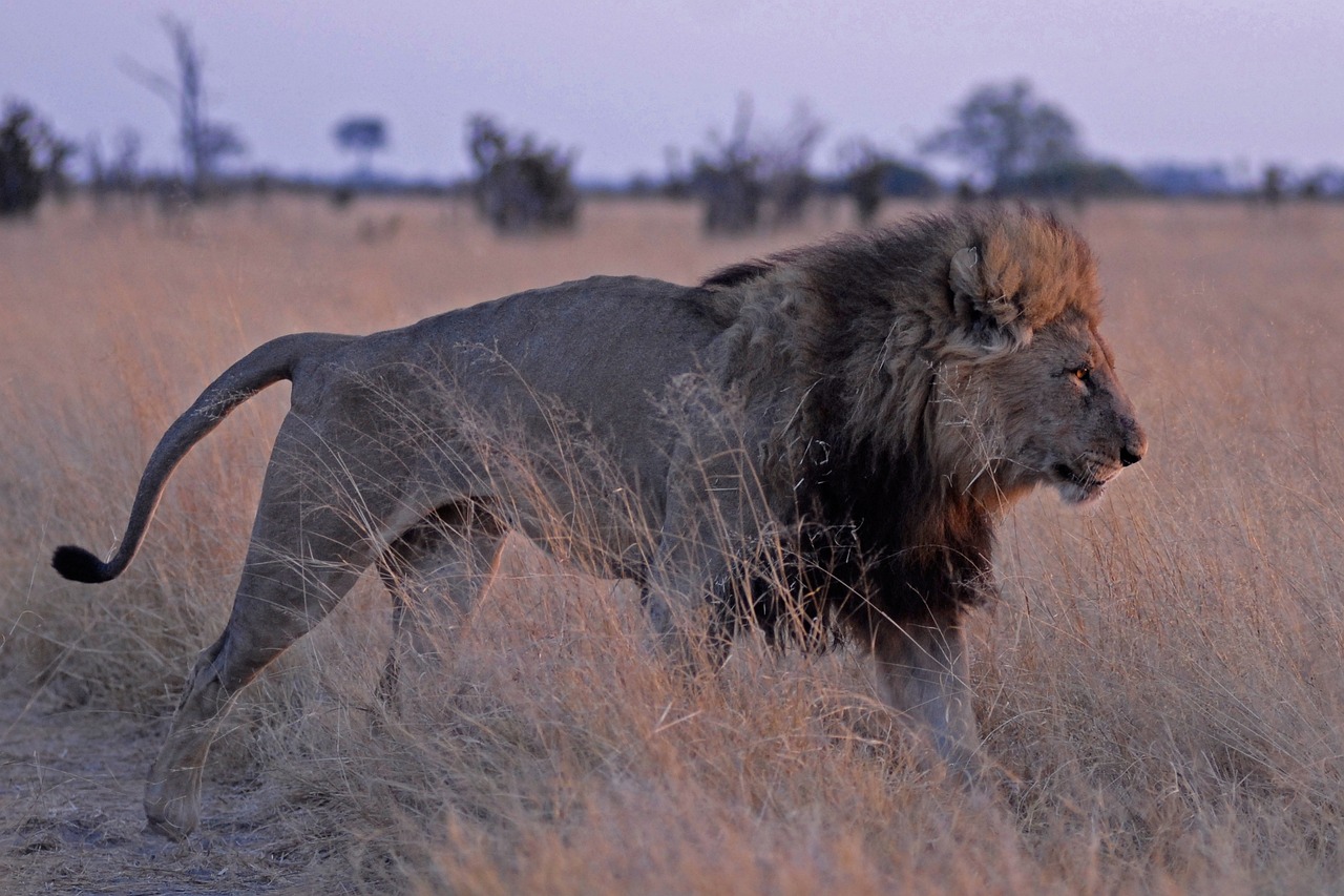 Lion Botswana Savuti - Free photo on Pixabay - Pixabay