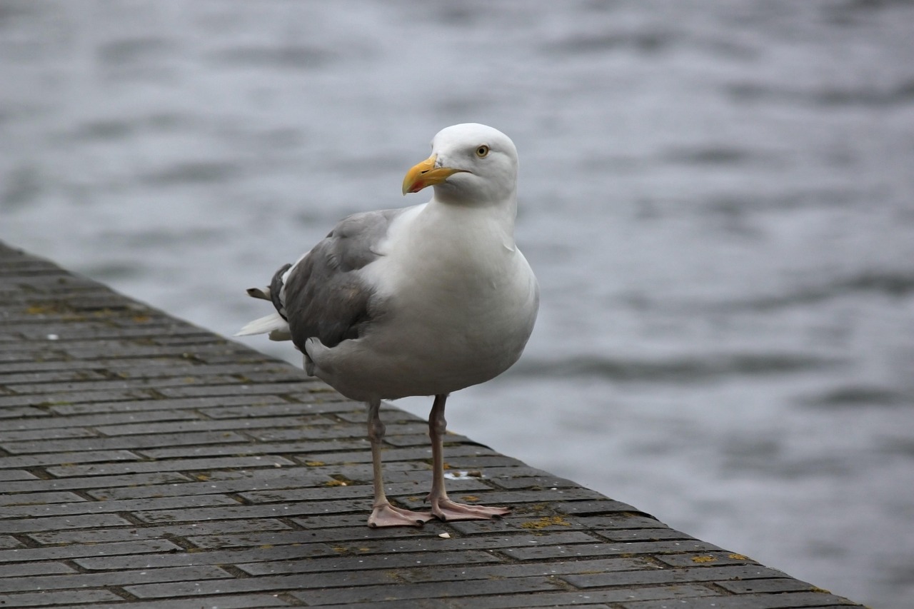Mouette Oiseau Des Oiseaux - Photo gratuite sur Pixabay - Pixabay