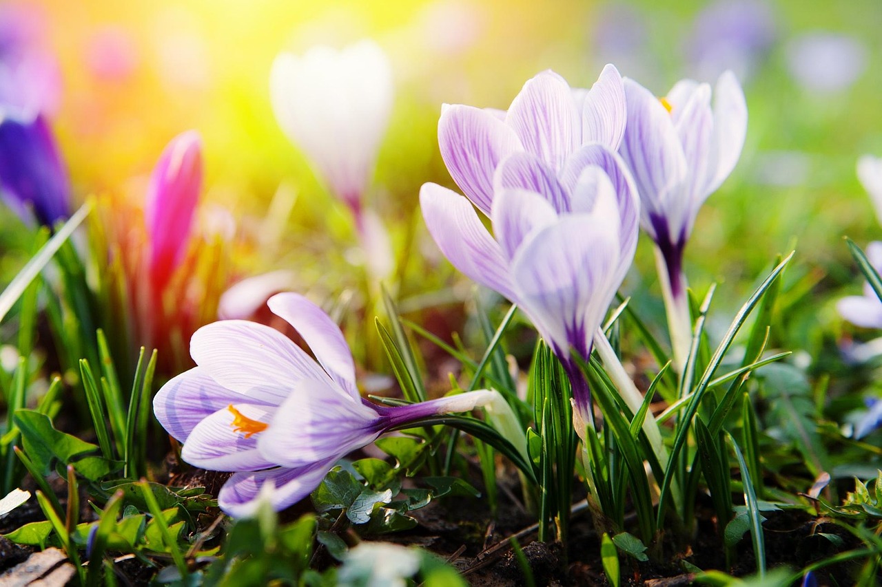 Crocuses Blossom Bloom - Free photo on Pixabay - Pixabay