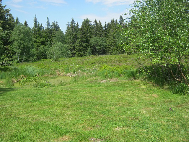 Meadow Edge Of The Forest Glade - Free photo on Pixabay - Pixabay
