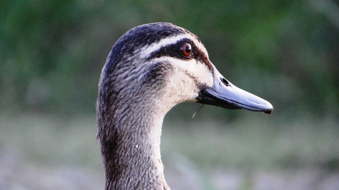 Pato Veja Animais Selvagens - Foto gratuita no Pixabay - Pixabay