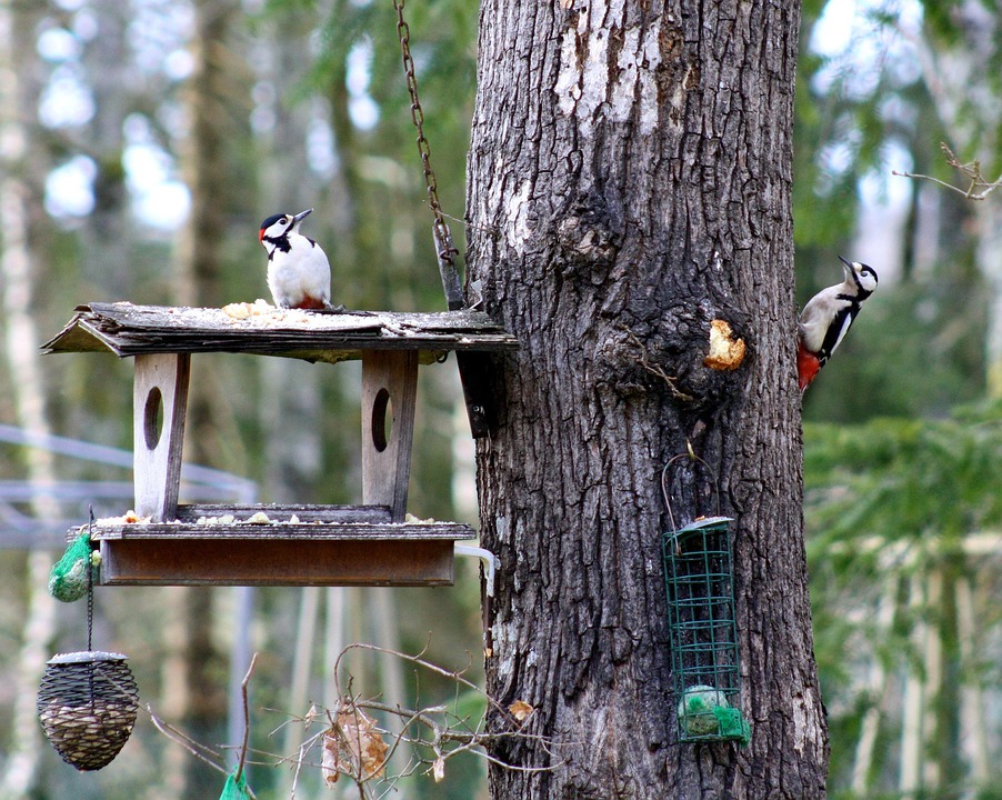 Woodpeckers Feeding - Free photo on Pixabay - Pixabay