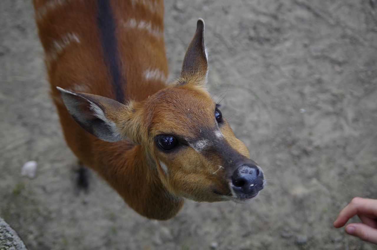 Sievatunga Antelope Contact - Free photo on Pixabay - Pixabay