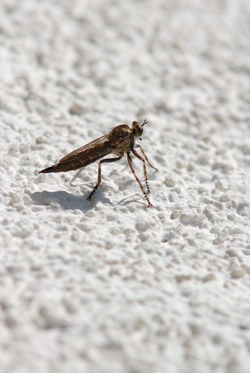 Macro Brake Insect - Free photo on Pixabay - Pixabay