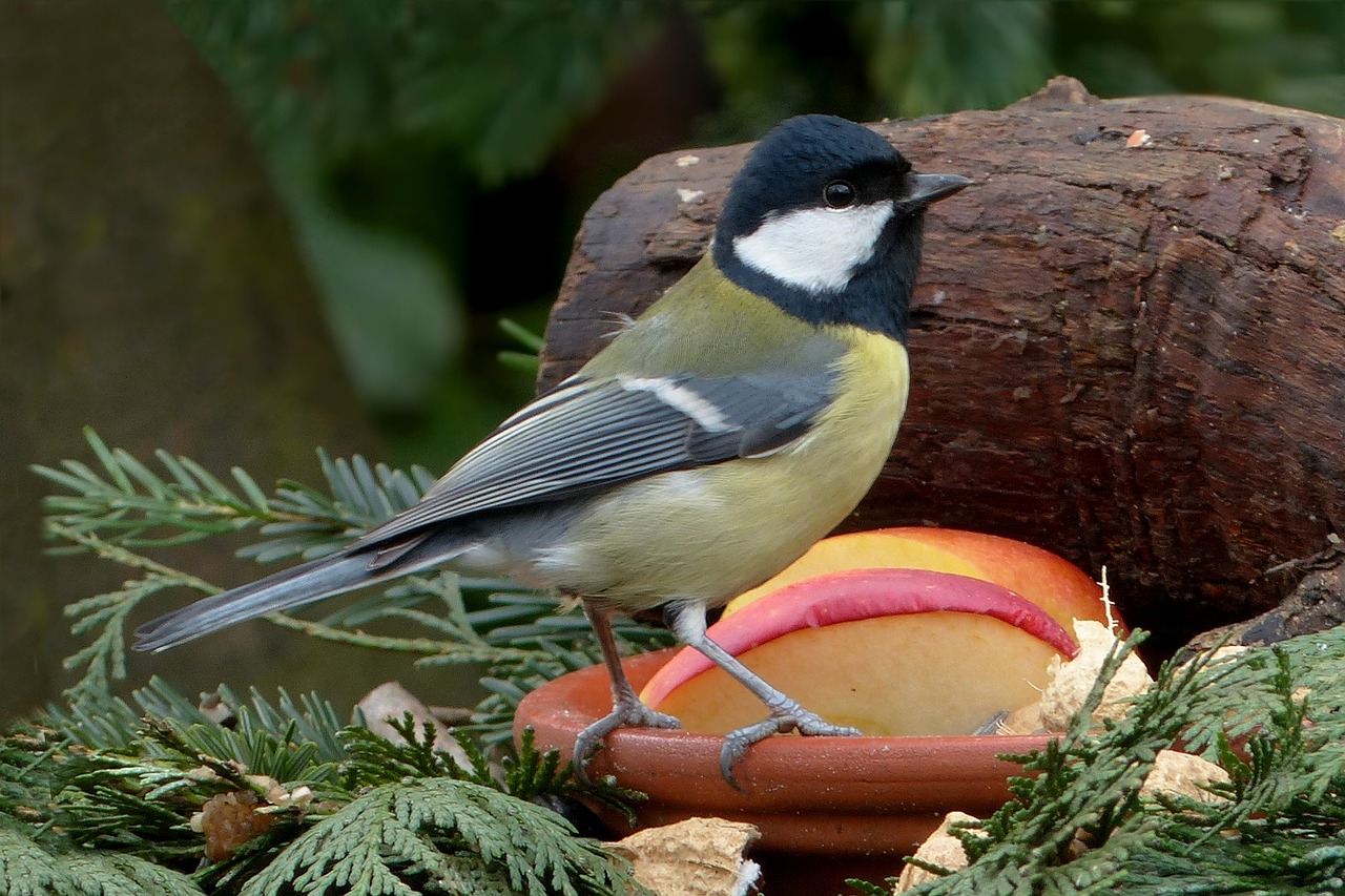 Songbird Great Tit Foraging - Free photo on Pixabay - Pixabay