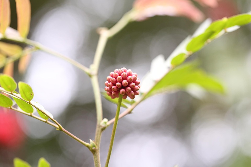Fleur Vert Germer Le - Photo gratuite sur Pixabay - Pixabay
